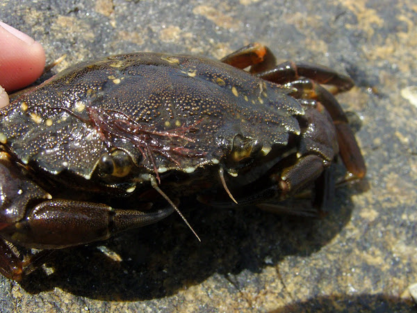 Rock Crab | Project Noah