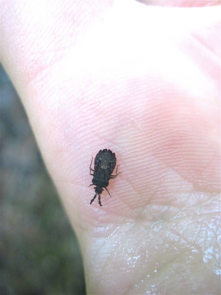 Flat Bug | Project Noah