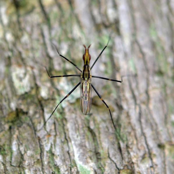 Neriid fly | Project Noah