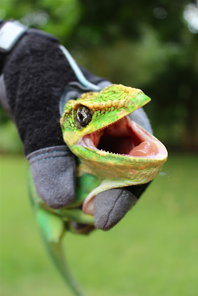 cuban knight anole | Project Noah