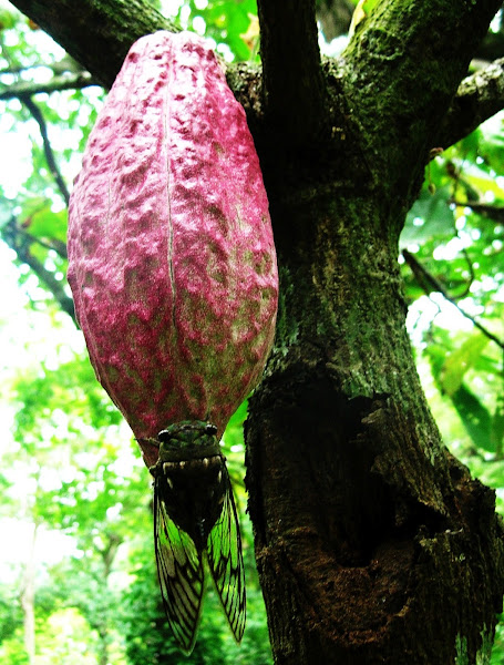 chicharra - cicada | Project Noah