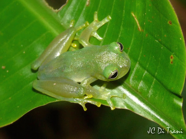 Ghost Glass frog | Project Noah
