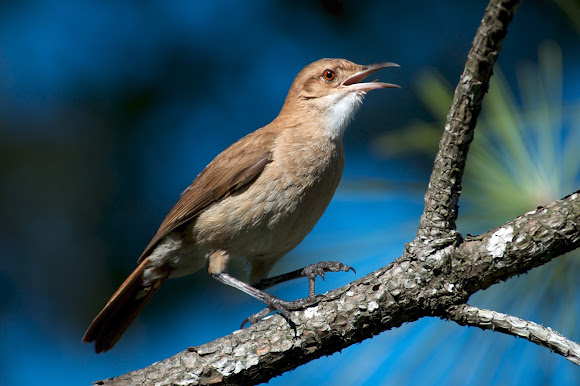 Rufous Hornero | Project Noah