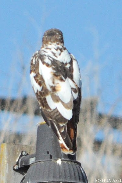 Leucistic Red-tailed Hawk | Project Noah