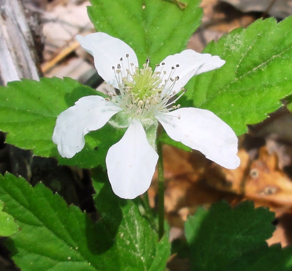 Common Dewberry | Project Noah