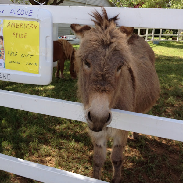 Donkey | Project Noah