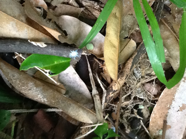 Mealybug Destroyer | Project Noah