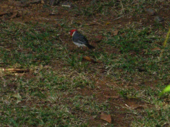 Red-crested Cardinals | Project Noah