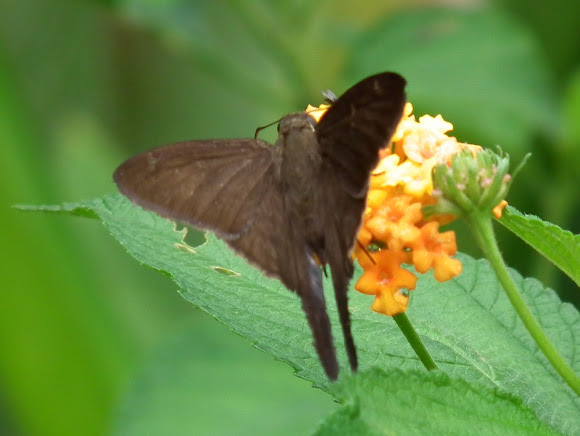 Brown Longtail | Project Noah
