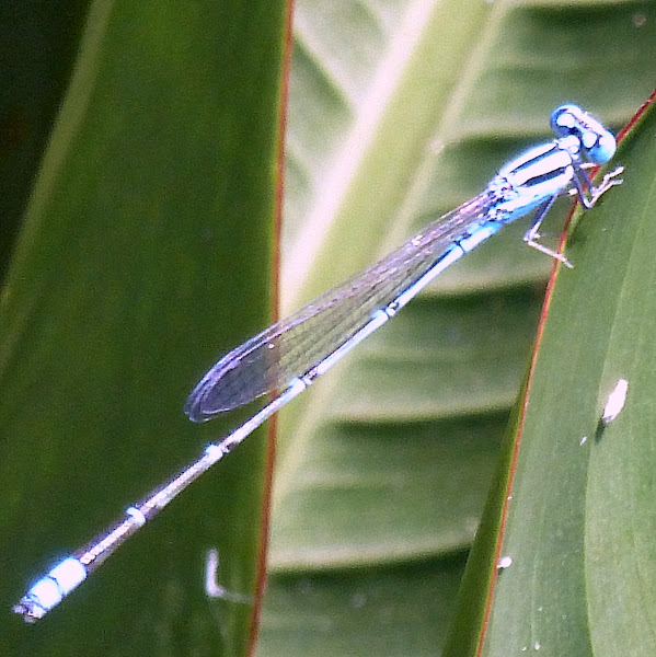 Damselfly | Project Noah