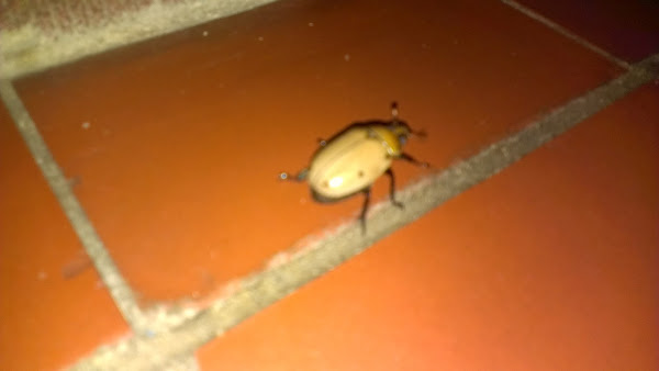 Grapevine Beetle | Project Noah