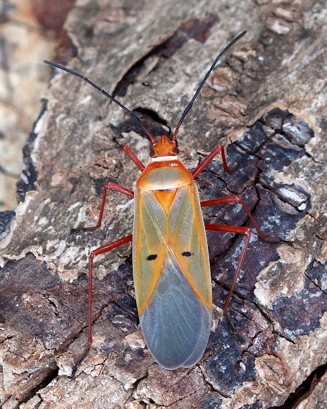 Pyrrhocoridae Bug | Project Noah