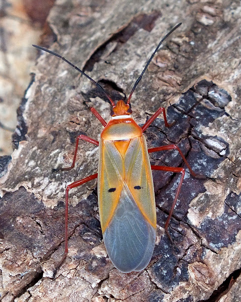 Pyrrhocoridae Bug | Project Noah