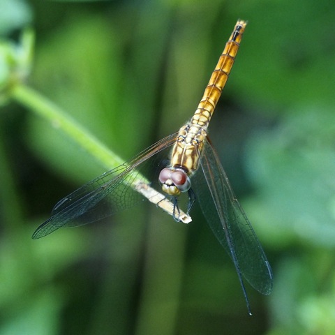 Violet Dropwing (female) | Project Noah