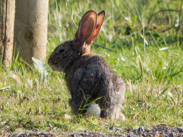 European Rabbit; Conejo | Project Noah