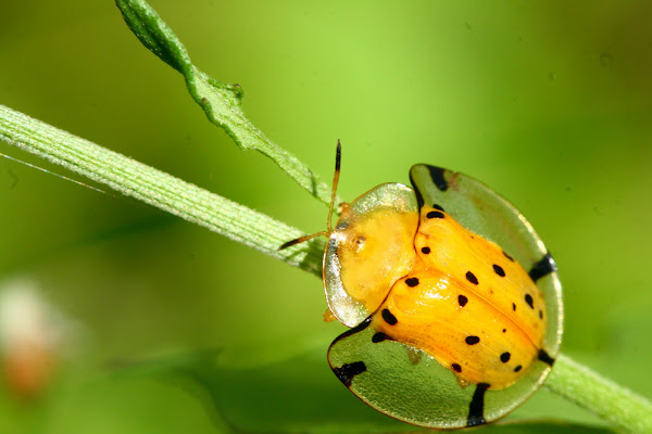 Spotted Tortoise Beetle | Project Noah