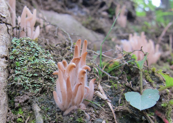 Beautiful clavaria or pink coral fungus | Project Noah