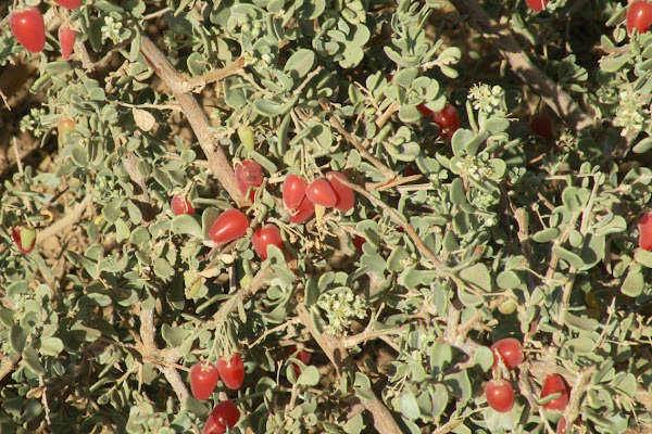 Salt Tree | Project Noah