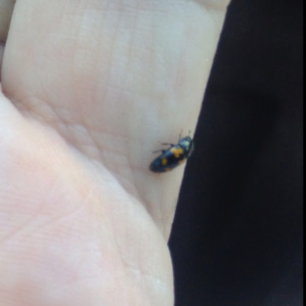 Spotting | Project Noah