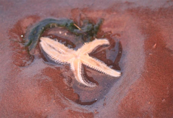 Starfish | Project Noah