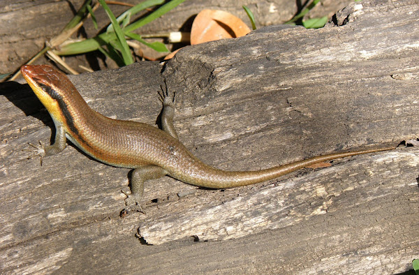 SKINK | Project Noah