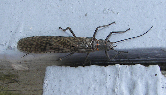 Giant Stonefly (aka Salmonfly) | Project Noah