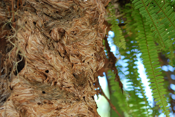 Yellow Jacket | Project Noah