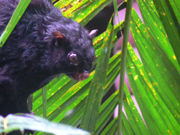 Black giant squirrel | Project Noah