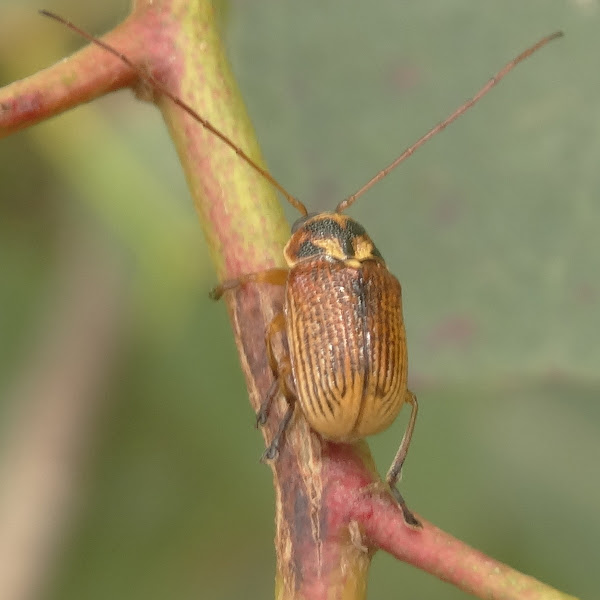 Case bearing leaf beetle | Project Noah