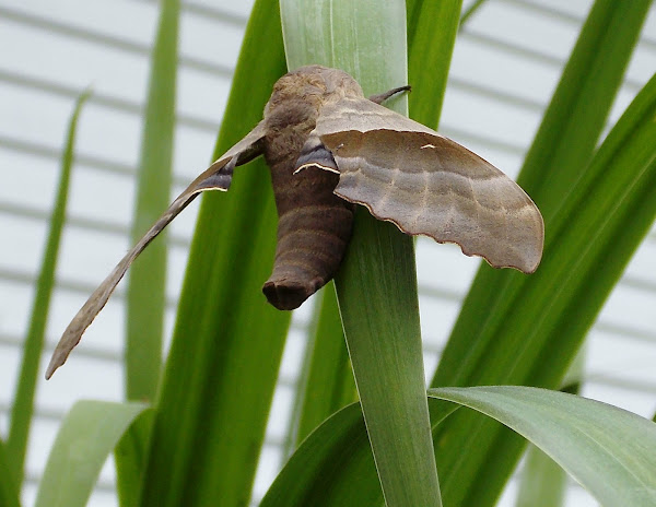 Modest Sphinx Moth, Big Poplar Sphinx Moth | Project Noah