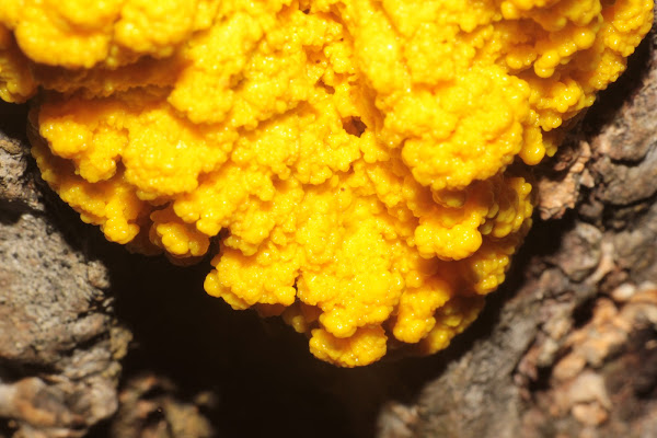 Slime mold | Project Noah