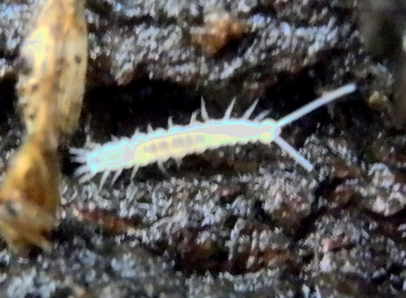 Multipede ( Myriapod) | Project Noah