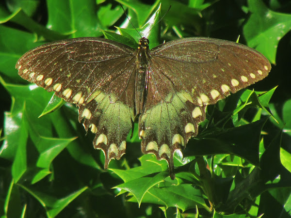 Spicebush Swallowtail | Project Noah