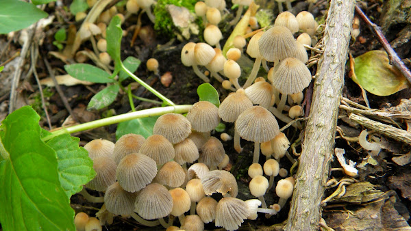 Fairies Bonnets | Project Noah