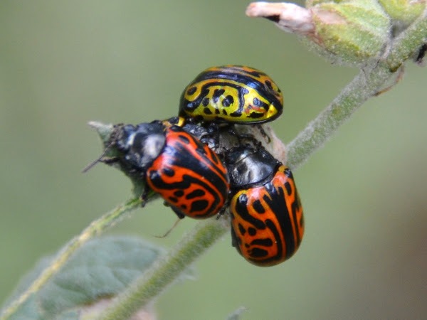Calligraphy beetles | Project Noah