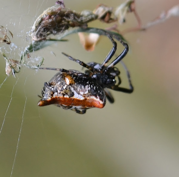 Garbage Line Spider | Project Noah