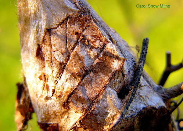 Cecropia Moth Cocoon | Project Noah