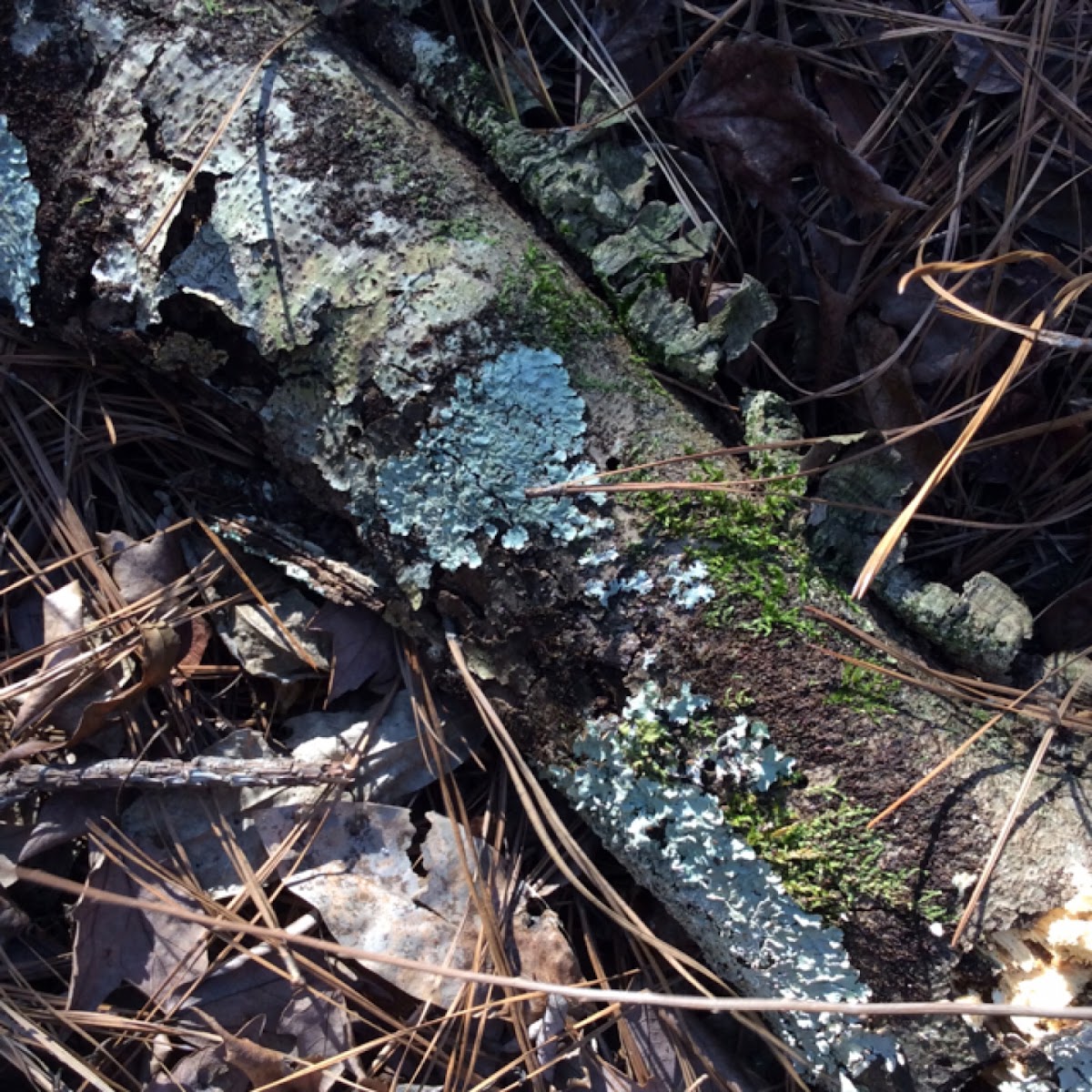 Shield lichen | Project Noah