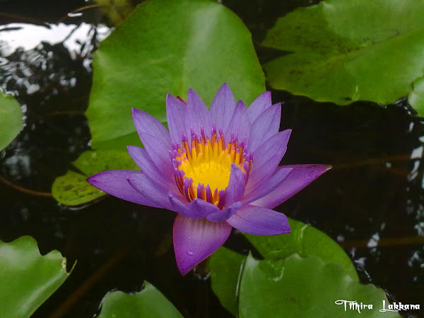 Nymphaea nouchali | Project Noah