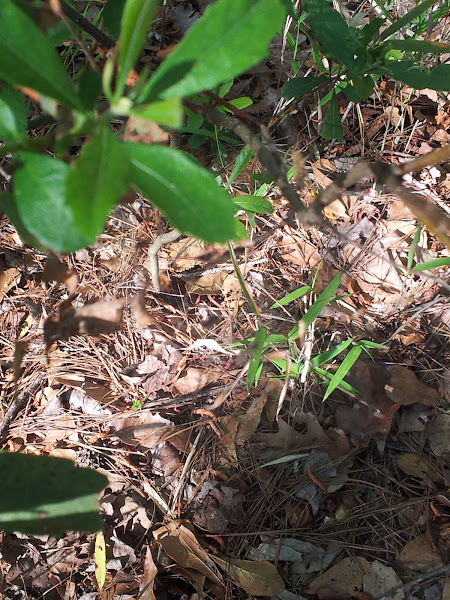 Forrest | Project Noah