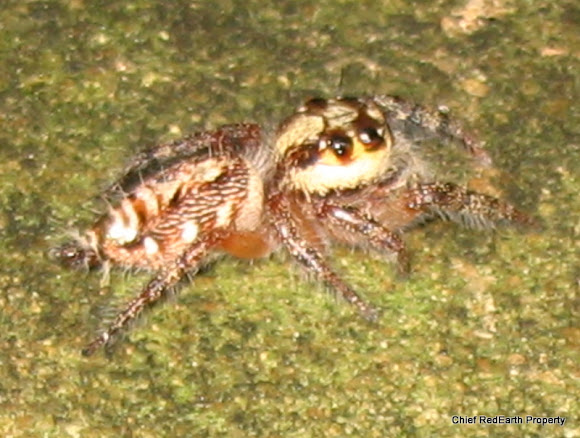 Hyllus Jumping Spider | Project Noah