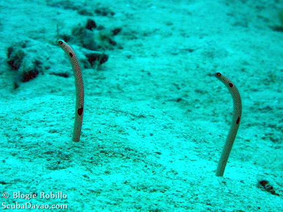 Spotted Garden Eel | Project Noah