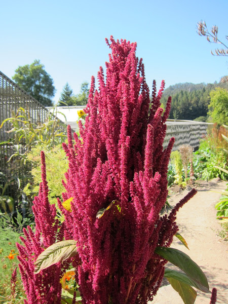 Red Amaranth | Project Noah