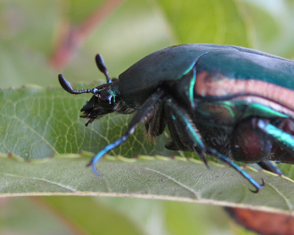Green Fruit Beetle | Project Noah