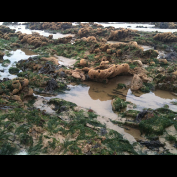 Coral made of sea shell splinters | Project Noah