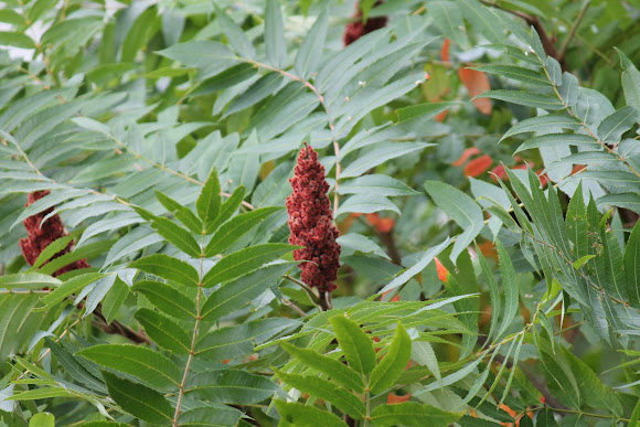 sumac | Project Noah