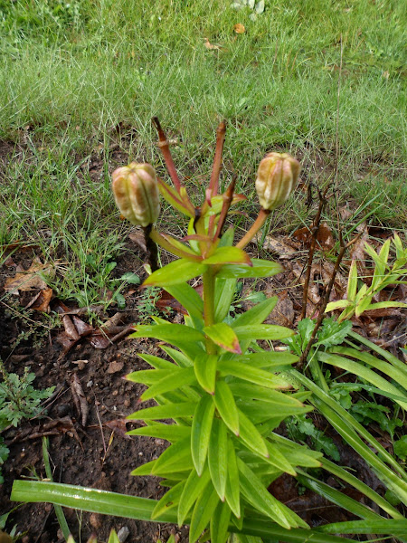Oriental Lily | Project Noah