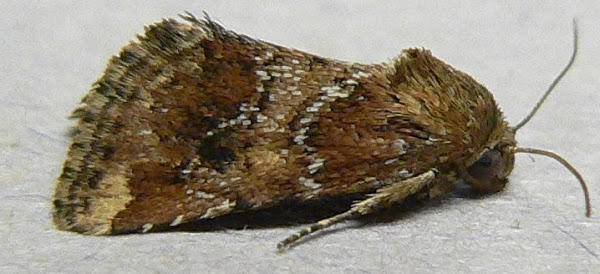 Sordid Flower Moth | Project Noah