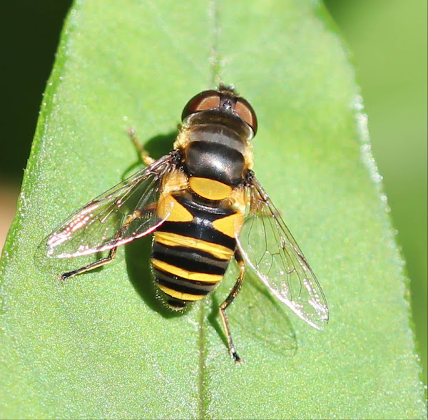 syrphid fly | Project Noah