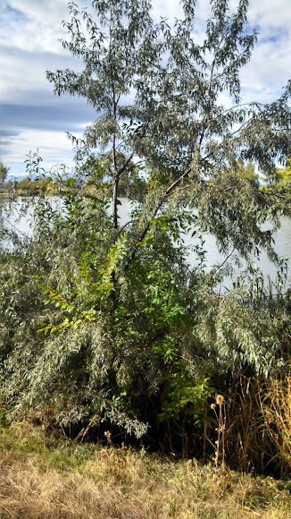 Russian Olive Shrub | Project Noah